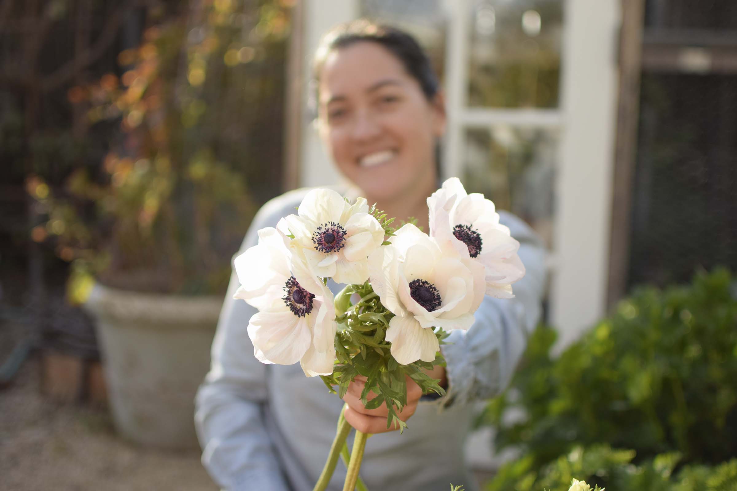 How to Grow & Care for Anemone Flowers