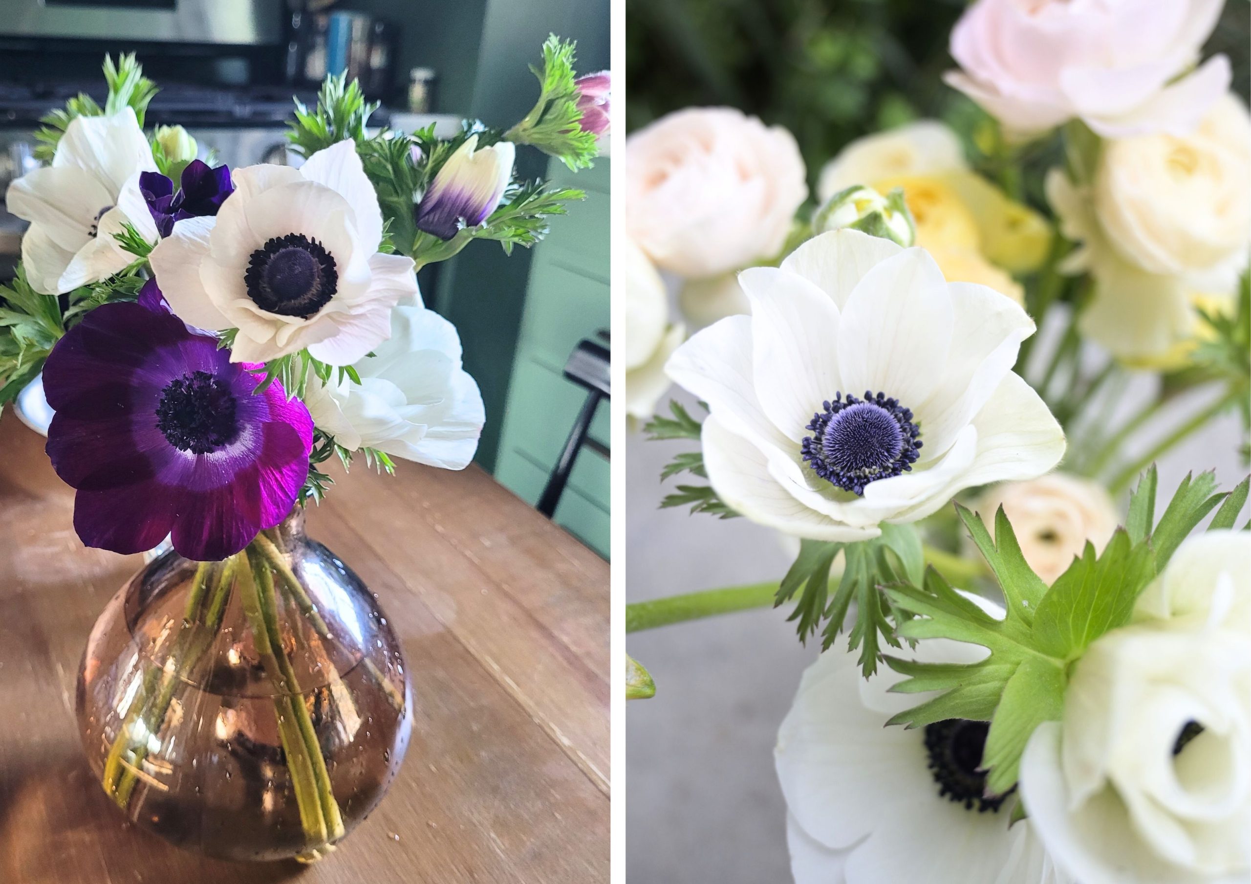 How to Grow & Care for Anemone Flowers