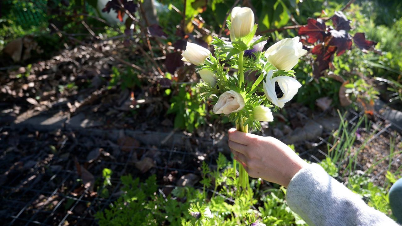 How to Grow & Care for Anemone Flowers