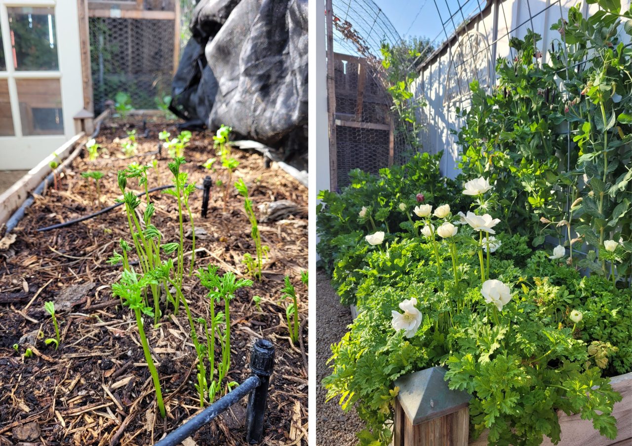 How to Grow & Care for Anemone Flowers