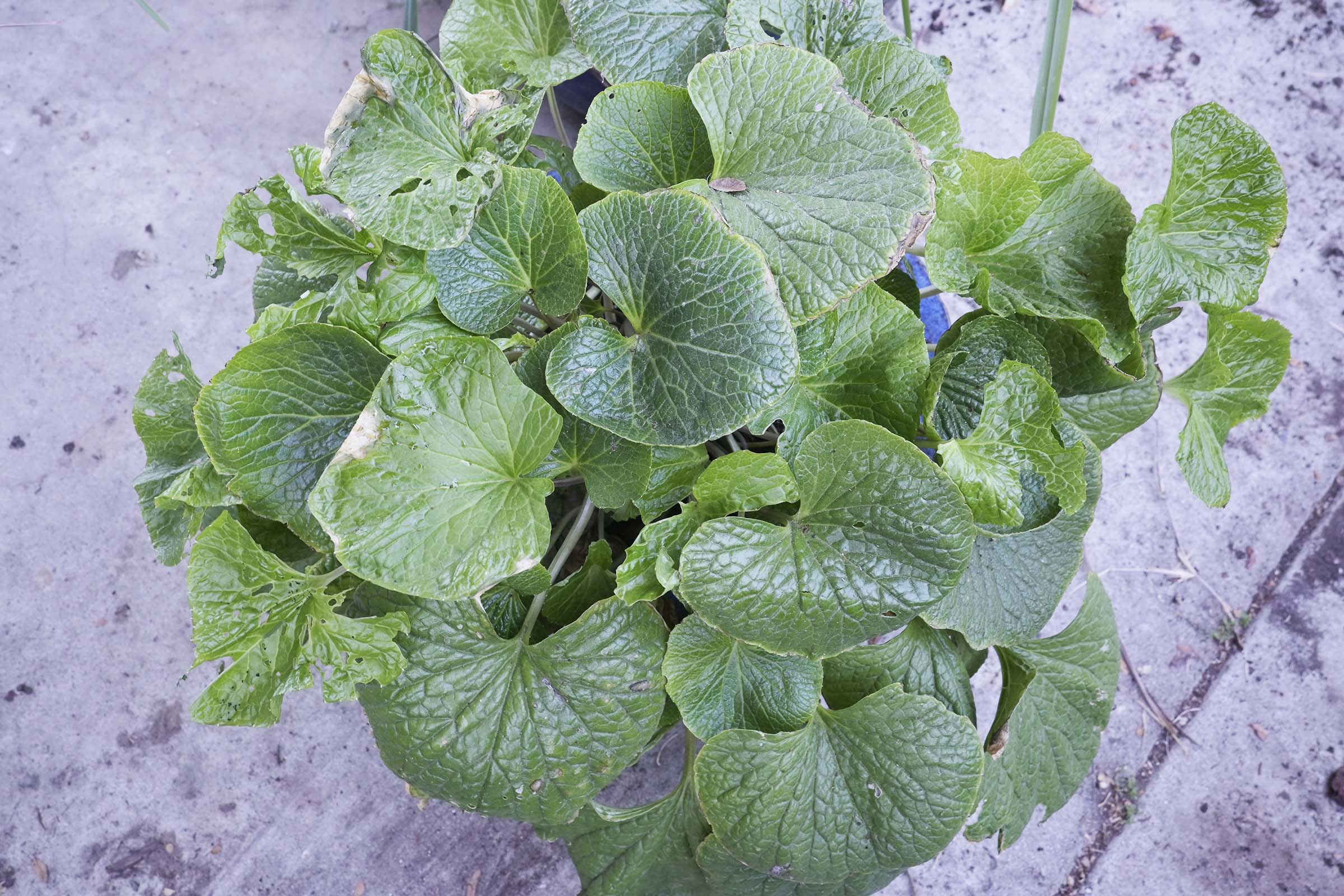 I'm Growing Wasabi!