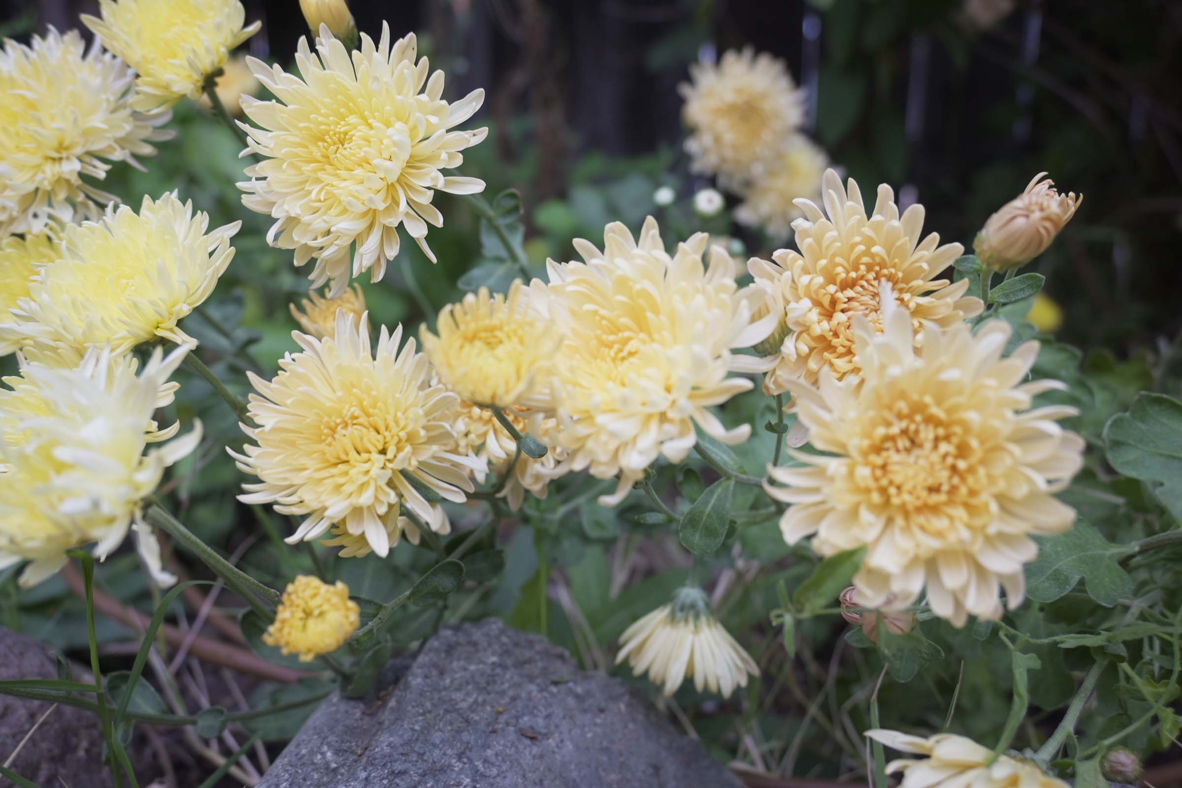 Growing Heirloom Chrysanthemums